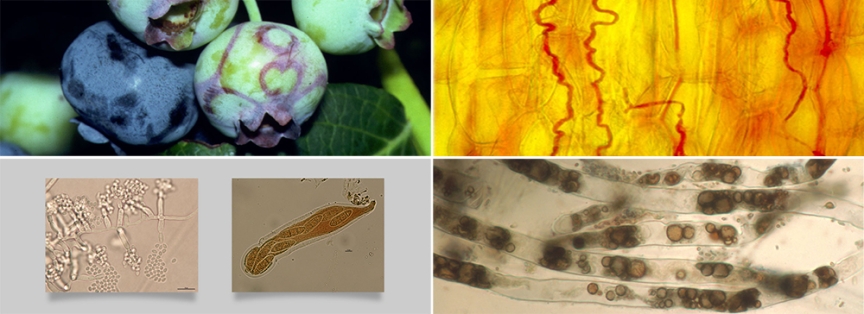 Plant Protection and Biotic and Abiotic Interactions Research Area Home ...