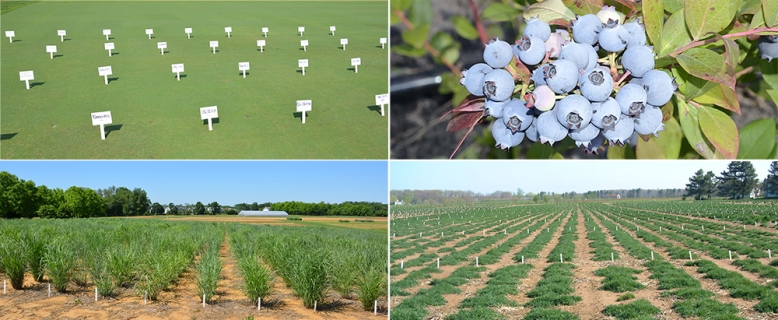 Plant Breeding and Genetics Research | Department of Plant Biology