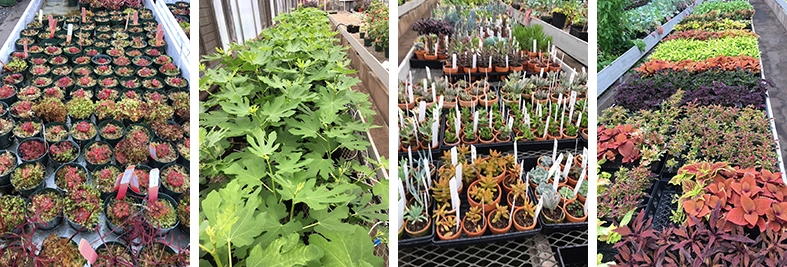 Floriculture Teaching Greenhouse