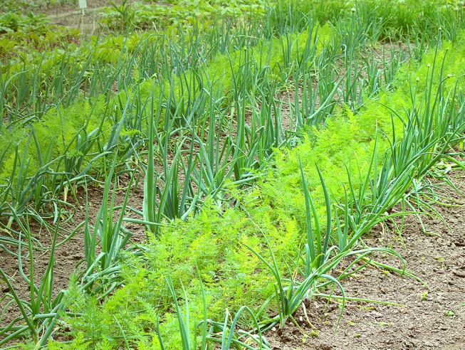 Plant Science Major - Study Abroad | Department of Plant Biology